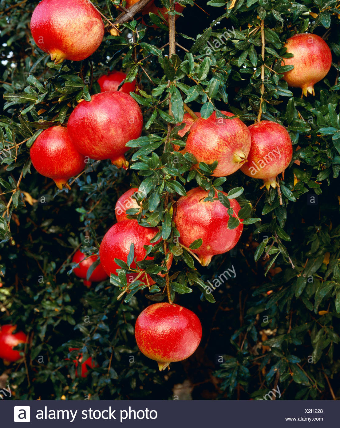 Young Pomegranate Tree Stock Photos & Young Pomegranate Tree Stock ...