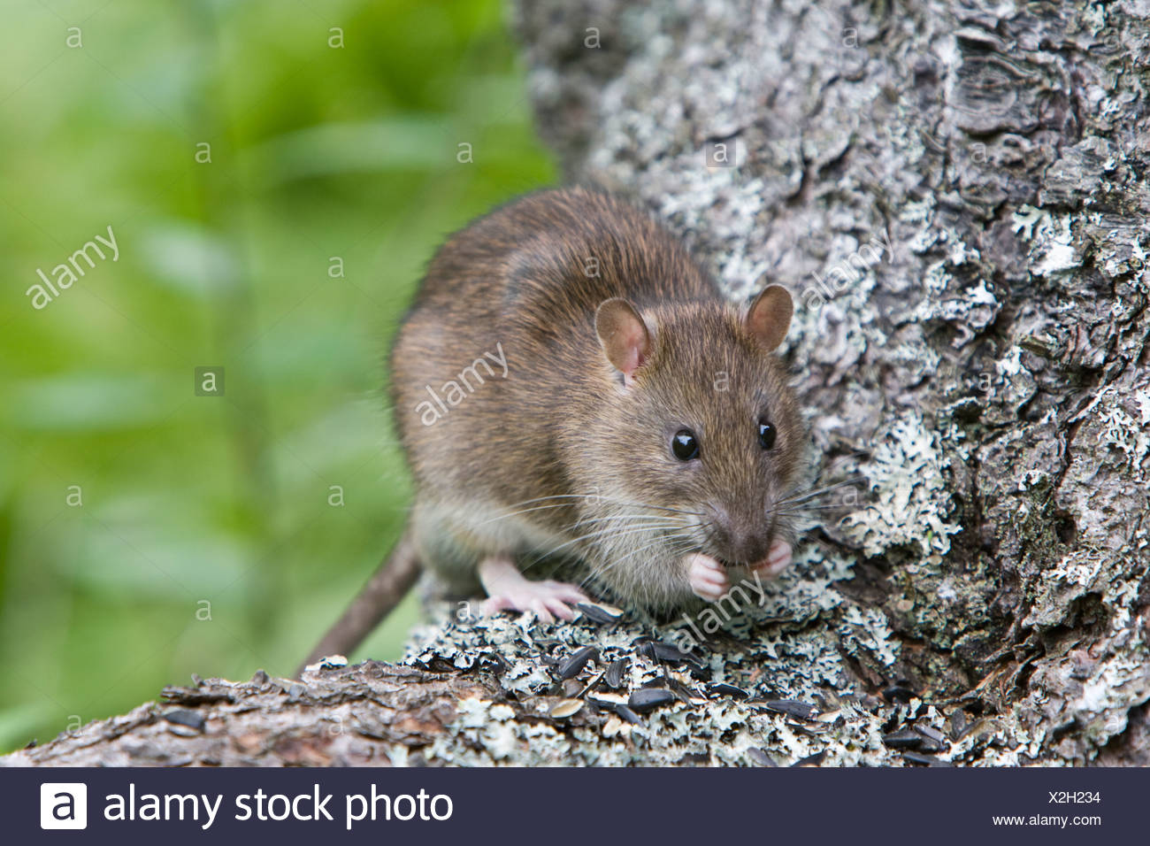Norwegian Rats High Resolution Stock Photography and Images - Alamy