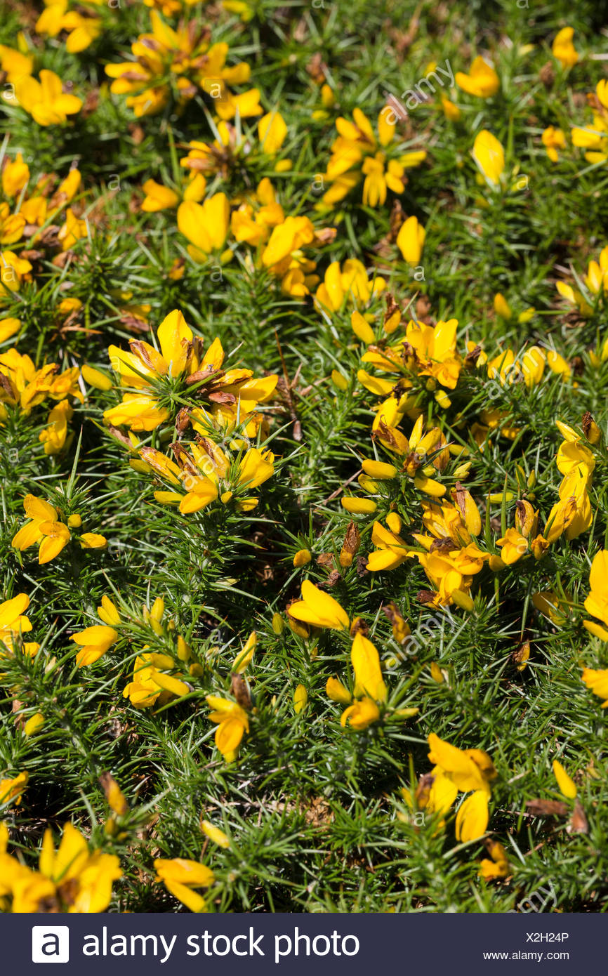 Furze Bush High Resolution Stock Photography and Images - Alamy