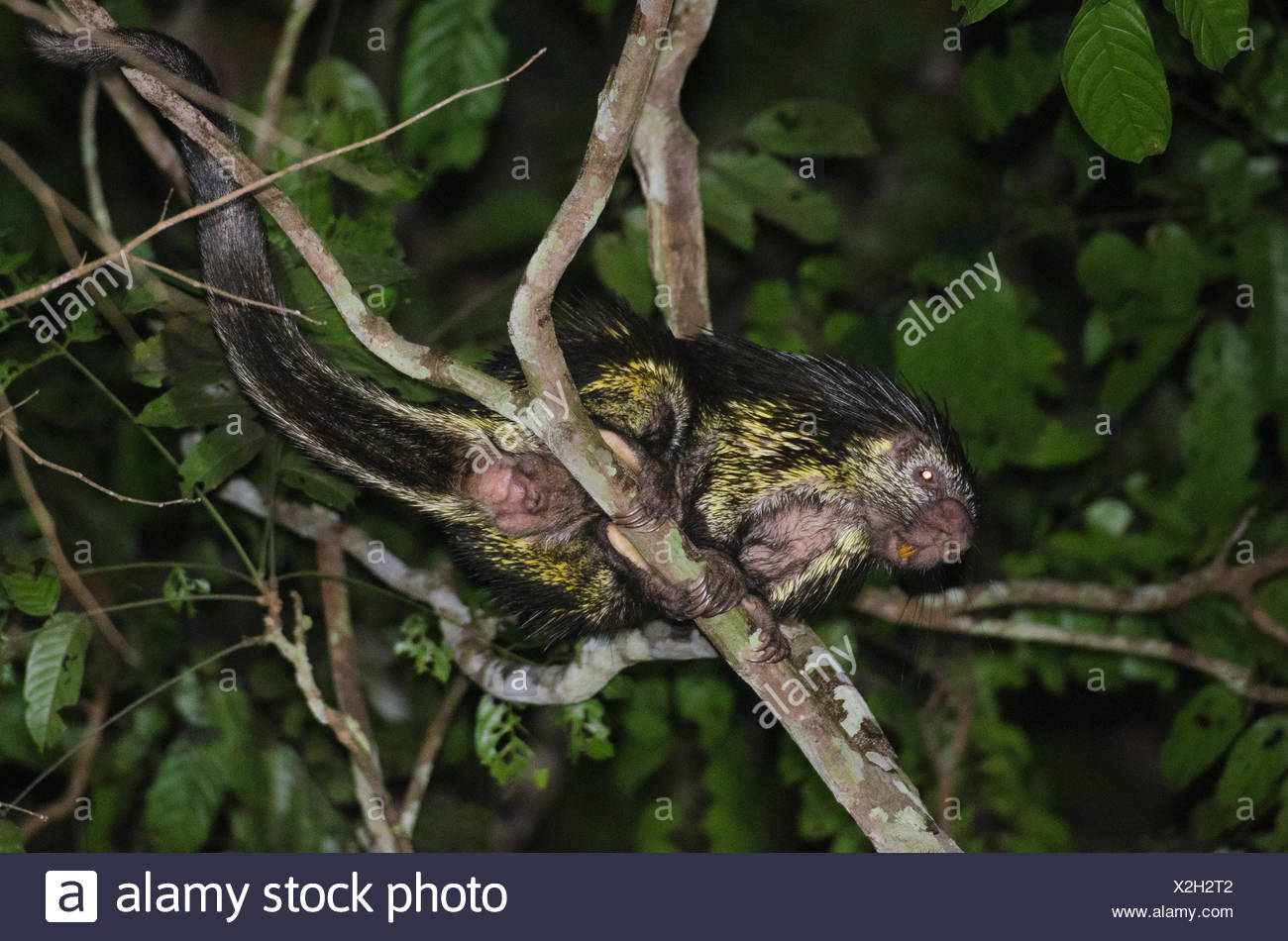 Porcupine Tree Stock Photos & Porcupine Tree Stock Images - Alamy