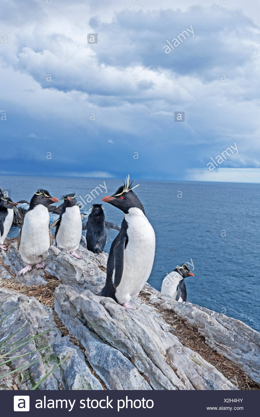Group Of Penguins High Resolution Stock Photography and Images - Alamy