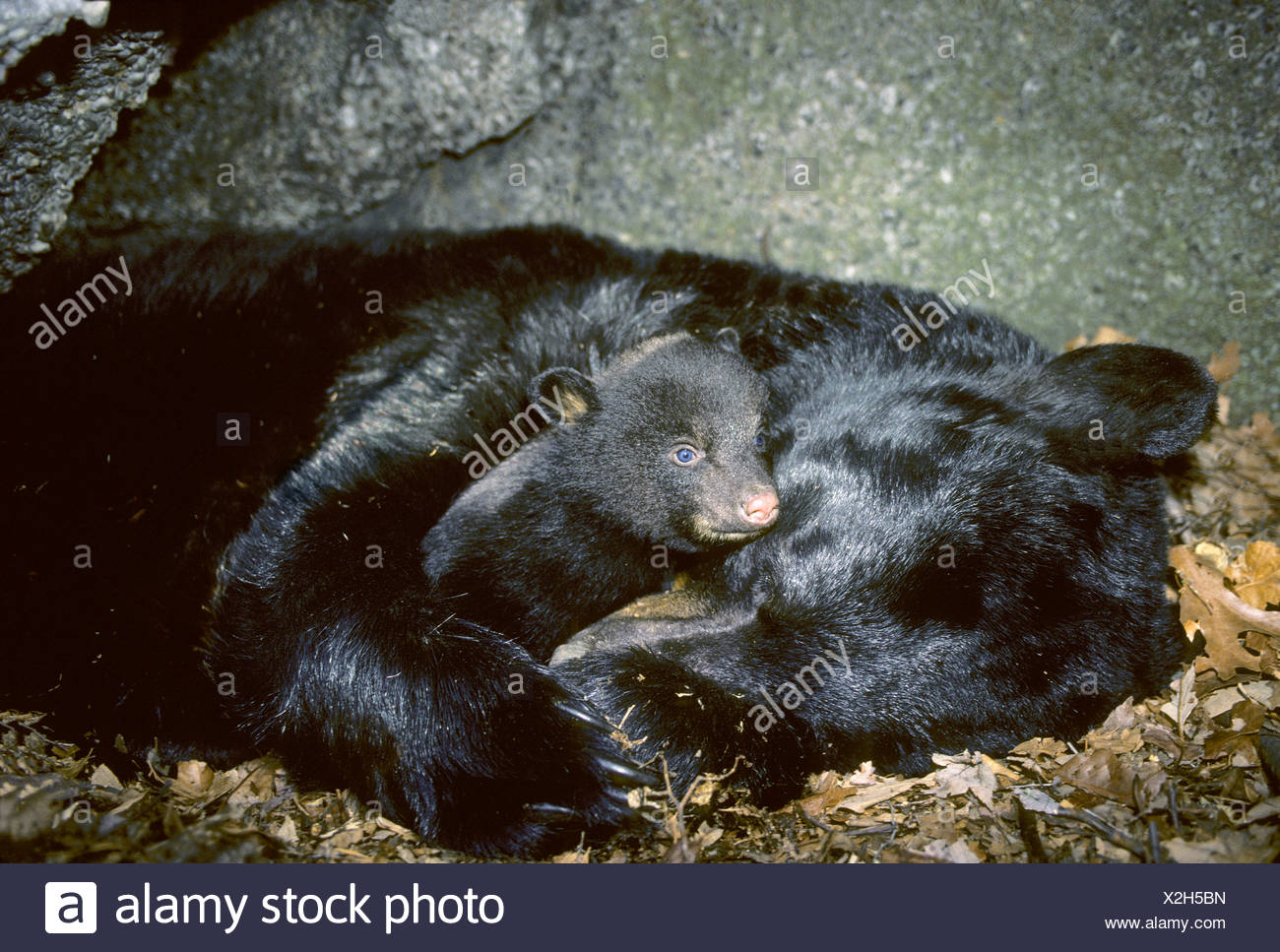 Bear Cub Sleep High Resolution Stock Photography and Images - Alamy