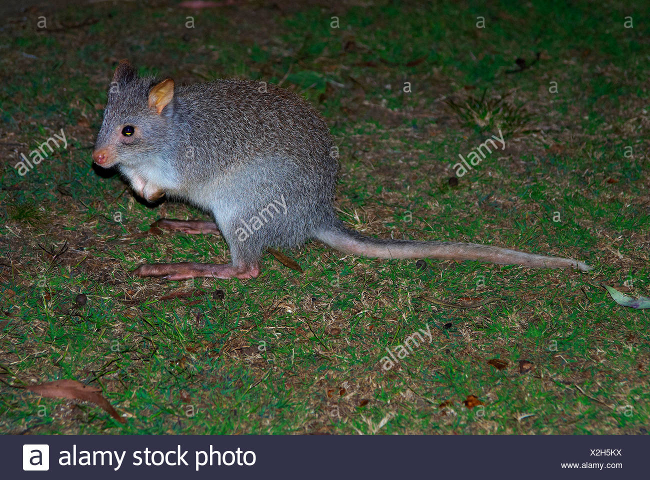 Bettong High Resolution Stock Photography and Images - Alamy