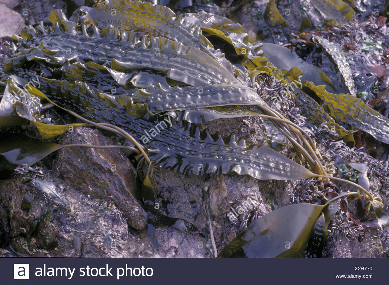 Sugar Kelp Stock Photos & Sugar Kelp Stock Images - Alamy