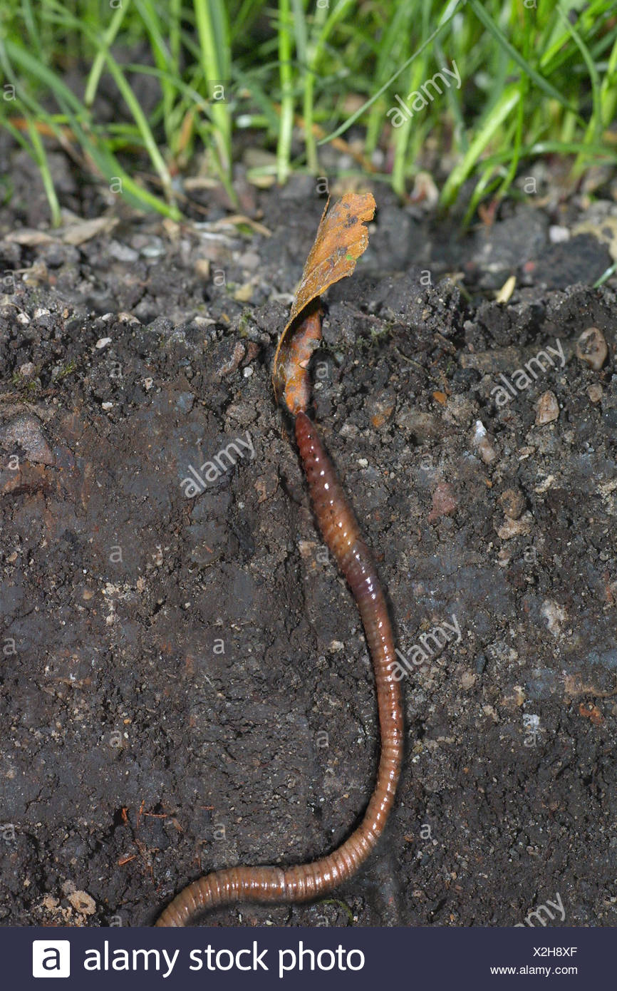 Common Earthworm Earthworm Lob Worm High Resolution Stock Photography ...