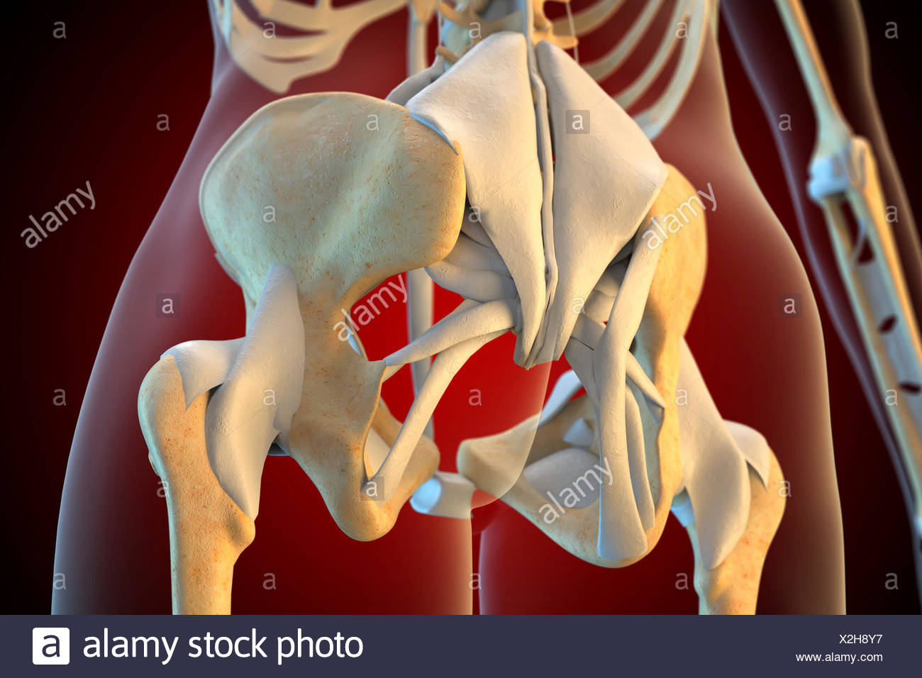 Ligaments Pelvis Stock Photos & Ligaments Pelvis Stock Images - Alamy