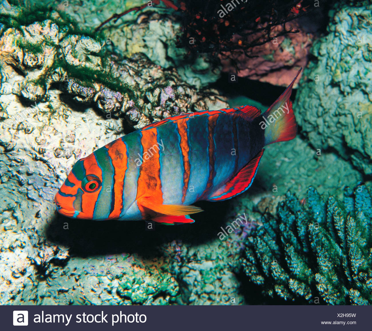 Choerodon Stock Photos & Choerodon Stock Images - Alamy