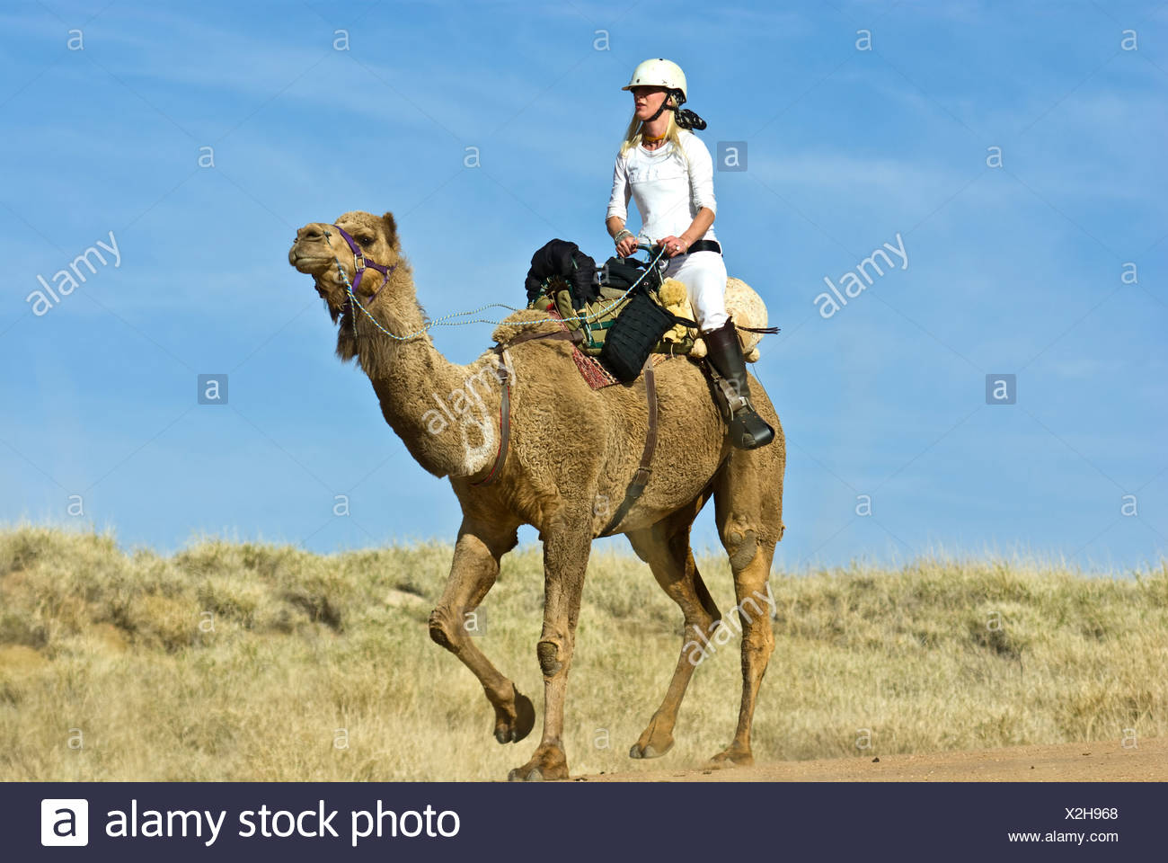 Reins Of A Camel High Resolution Stock Photography and Images - Alamy