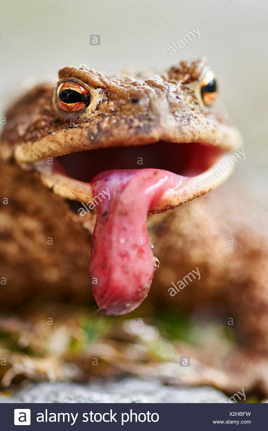 Lolled Out Tongue High Resolution Stock Photography and Images - Alamy