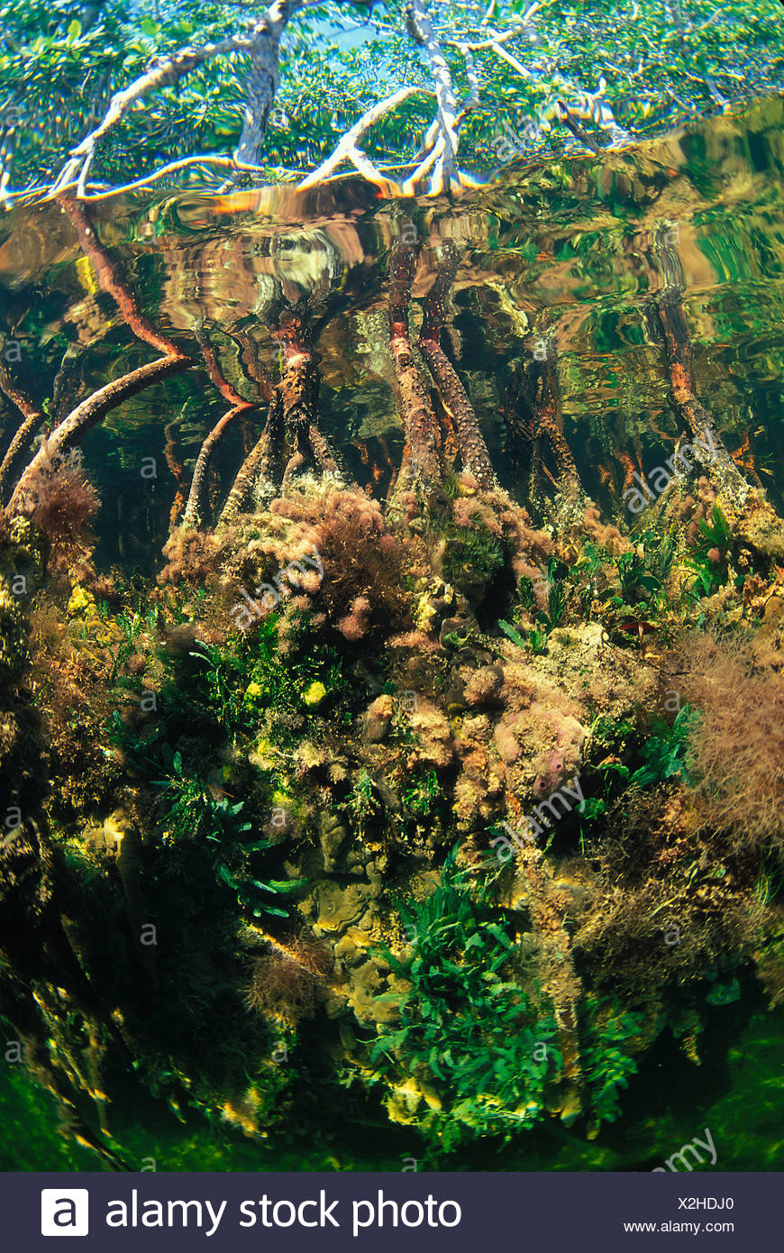 Saline Algae High Resolution Stock Photography and Images - Alamy