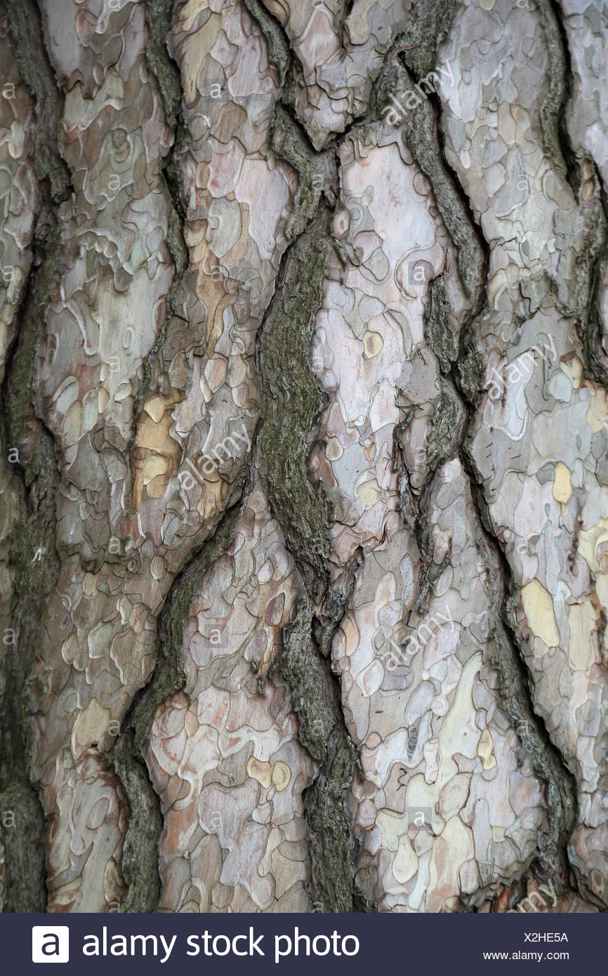 Fissured Bark Stock Photos & Fissured Bark Stock Images - Alamy