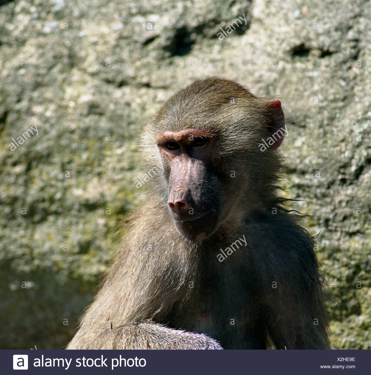 Phylogeny High Resolution Stock Photography and Images - Alamy