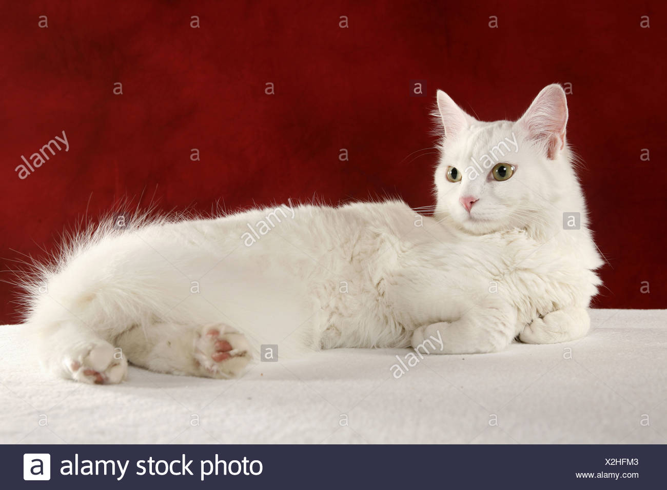 Turkish Van Cat Stock Photos & Turkish Van Cat Stock Images - Alamy