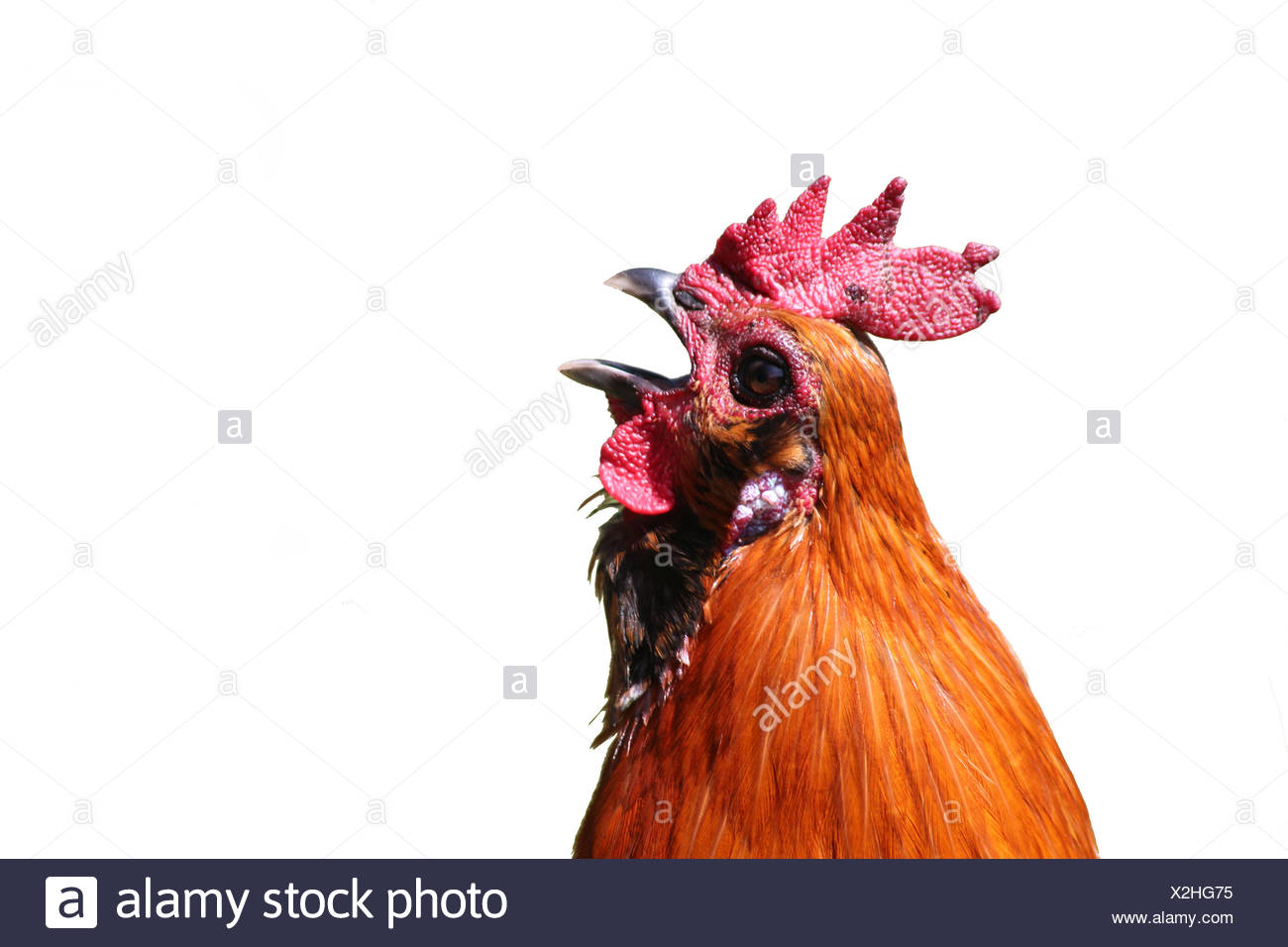 Rooster Crowing Stock Photos & Rooster Crowing Stock Images - Alamy