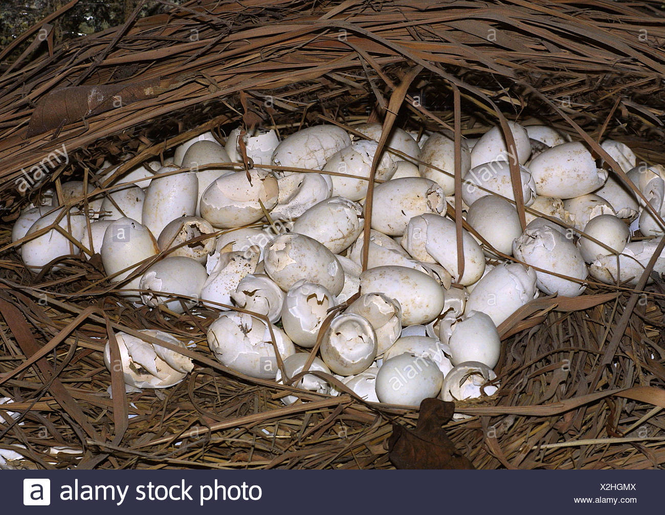 Siamese Crocodile Crocodylus Siamensis Eggs High Resolution Stock ...