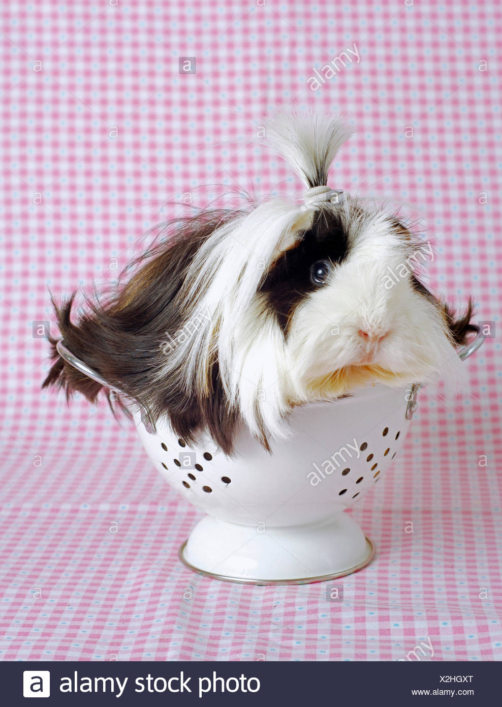 Long Hair Guinea Pigs High Resolution Stock Photography and Images - Alamy