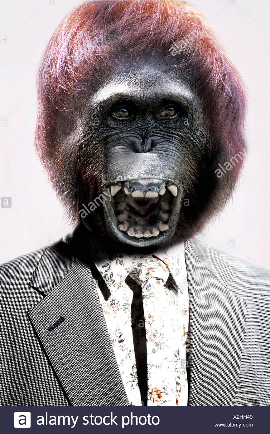 Human And Ape Side By Side High Resolution Stock Photography and Images ...