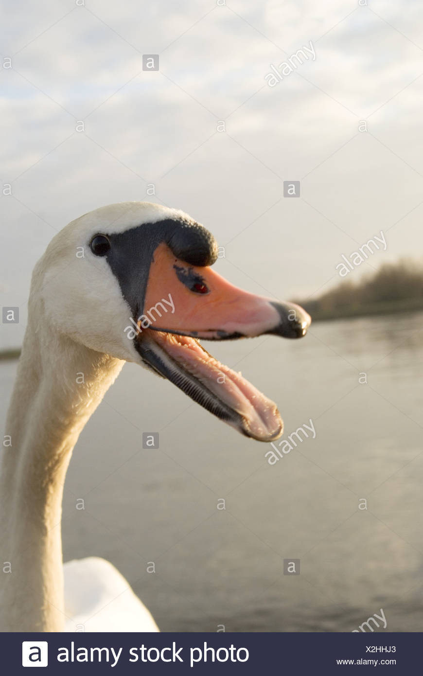 Hiss High Resolution Stock Photography and Images - Alamy