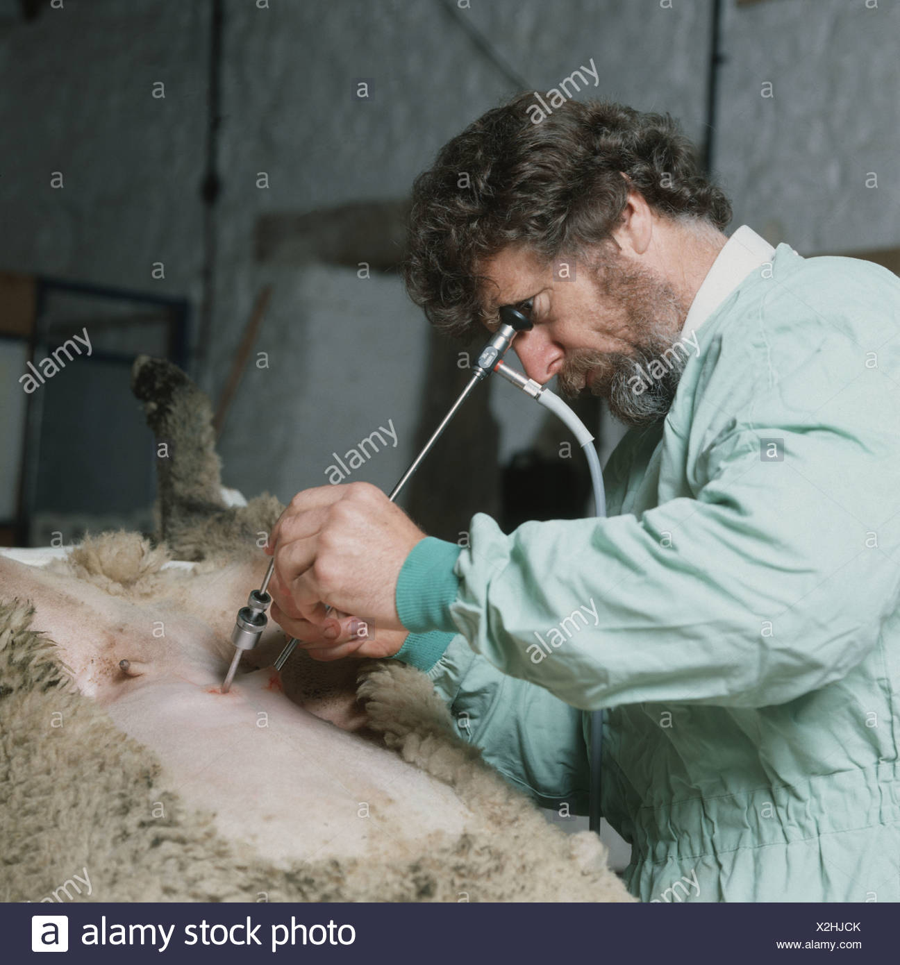 Cloning Sheep High Resolution Stock Photography and Images - Alamy