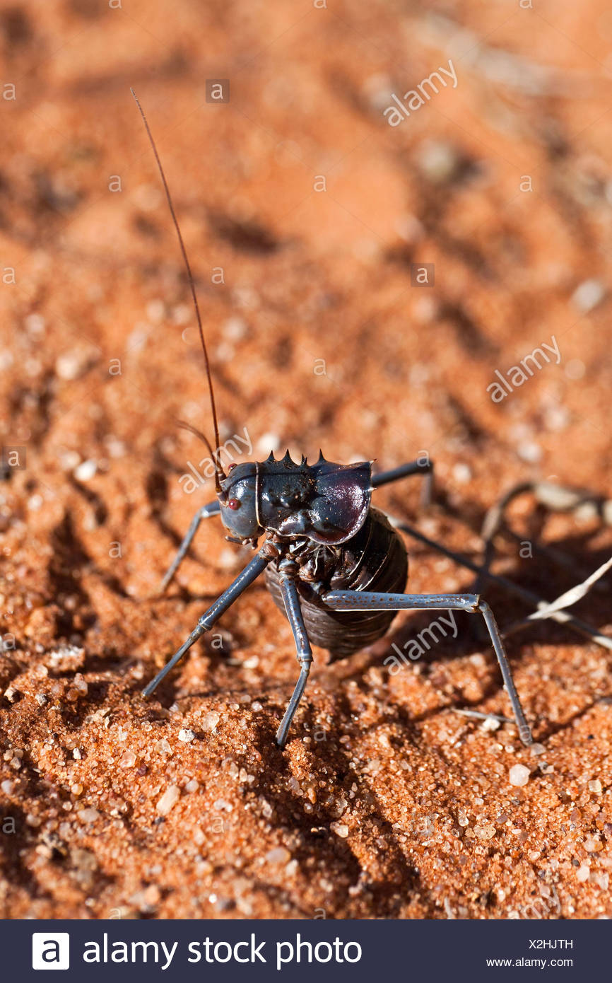 Bush Corn Cricket Stock Photos & Bush Corn Cricket Stock Images - Alamy