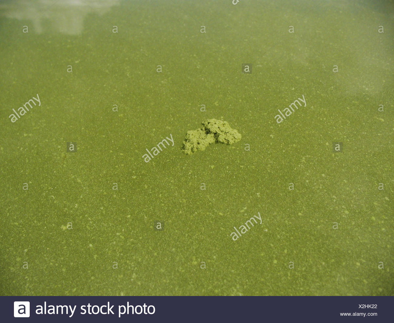 Cyanophyceae Stock Photos & Cyanophyceae Stock Images - Alamy