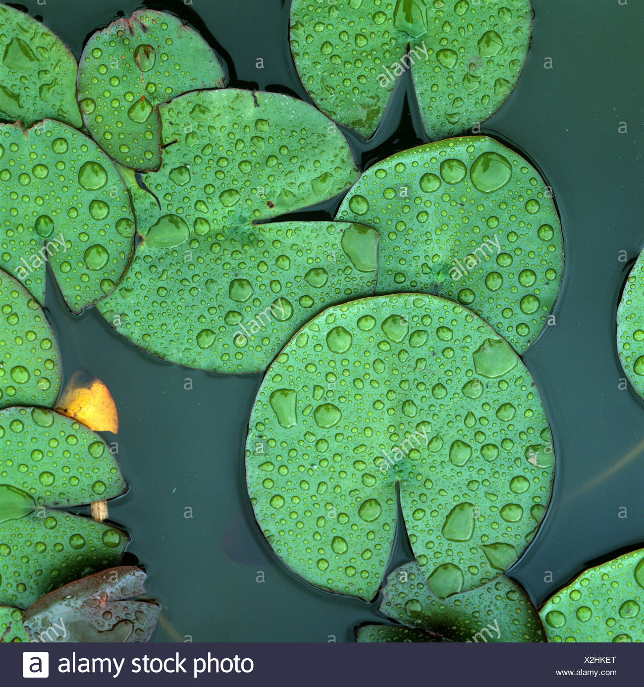 Nymphaea Leaves High Resolution Stock Photography and Images - Alamy