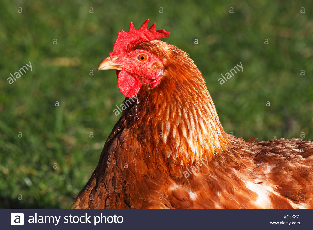 Domestic Fowl High Resolution Stock Photography and Images - Alamy