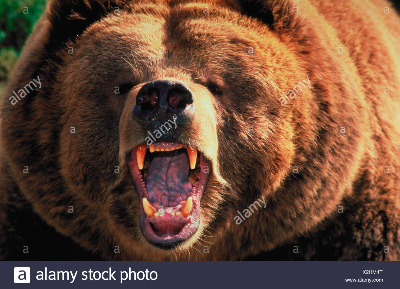 Growling Grizzly Bear High Resolution Stock Photography and Images - Alamy