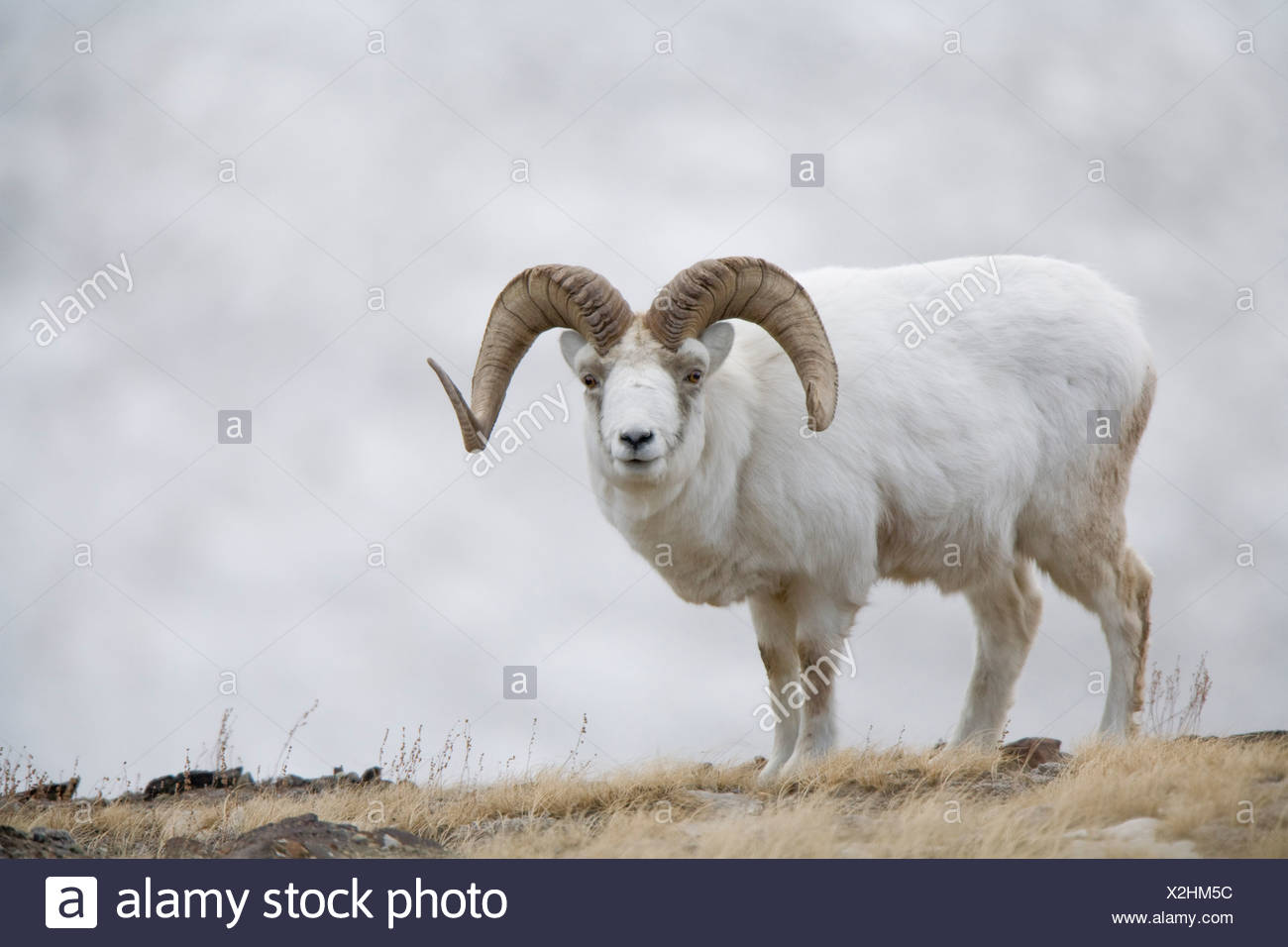 Adult Ram Sheep Stock Photos & Adult Ram Sheep Stock Images - Alamy