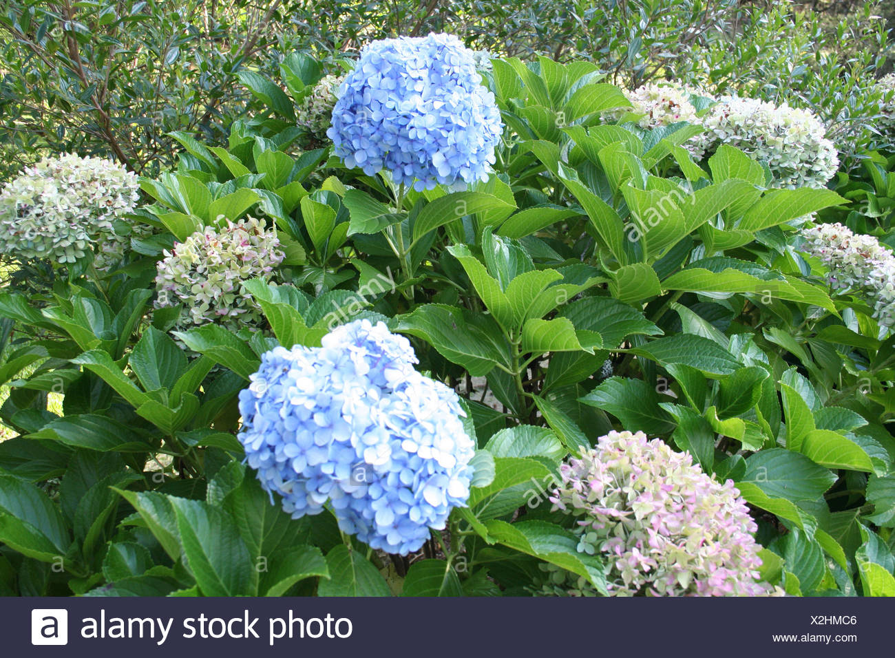 Hortencia High Resolution Stock Photography and Images - Alamy