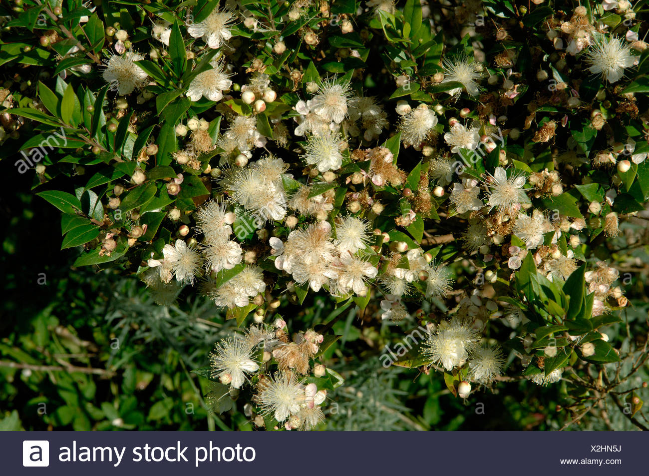 Myrtle Myrtus Communis High Resolution Stock Photography and Images - Alamy