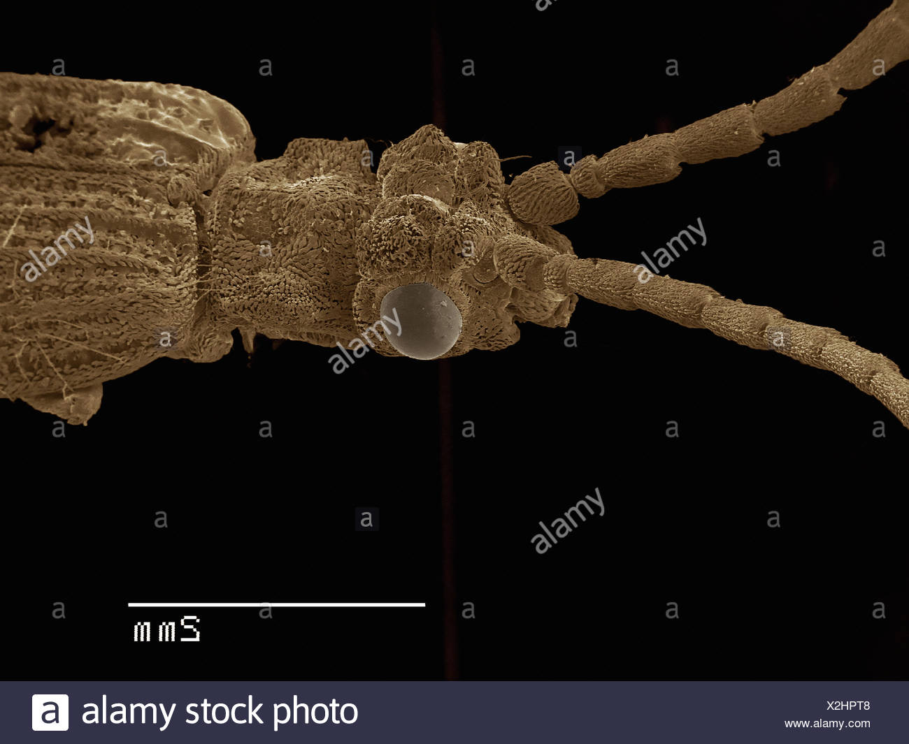 Coleoptera Insect Microscope High Resolution Stock Photography and ...