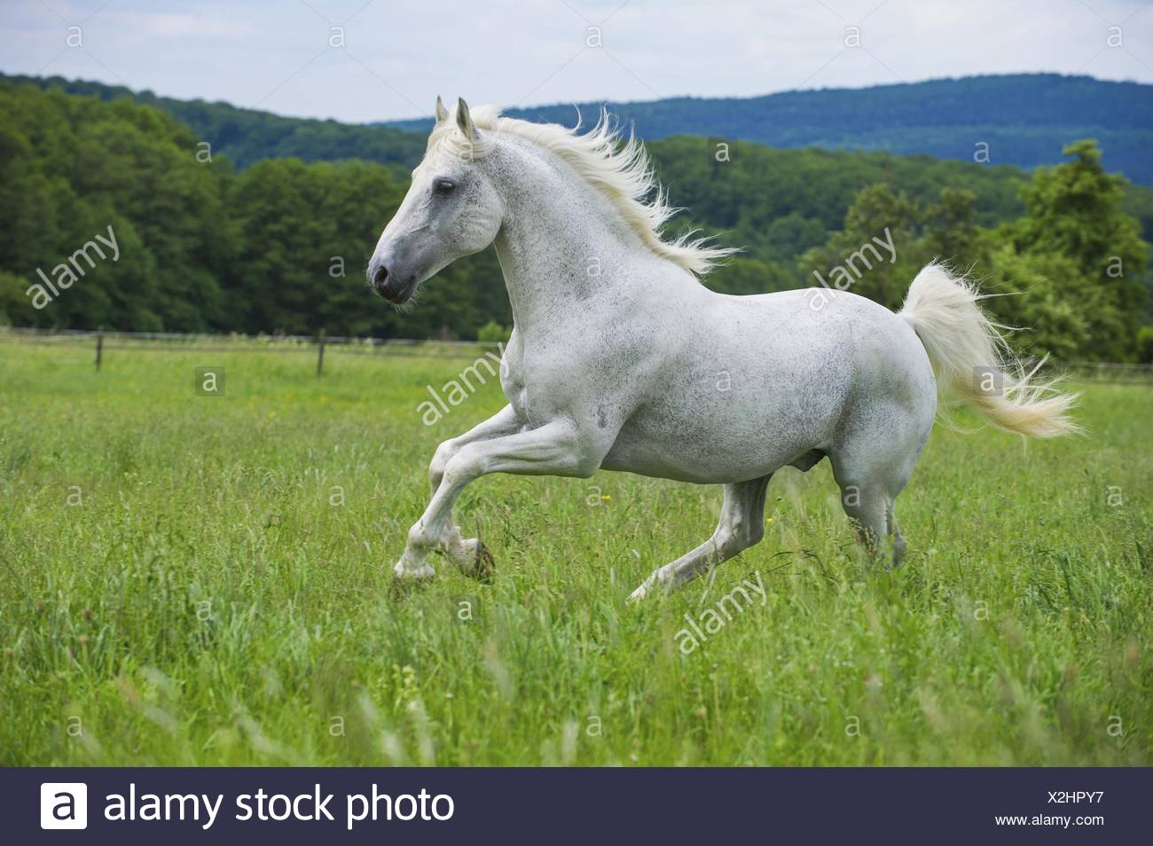 Lipizzans Horses High Resolution Stock Photography and Images - Alamy
