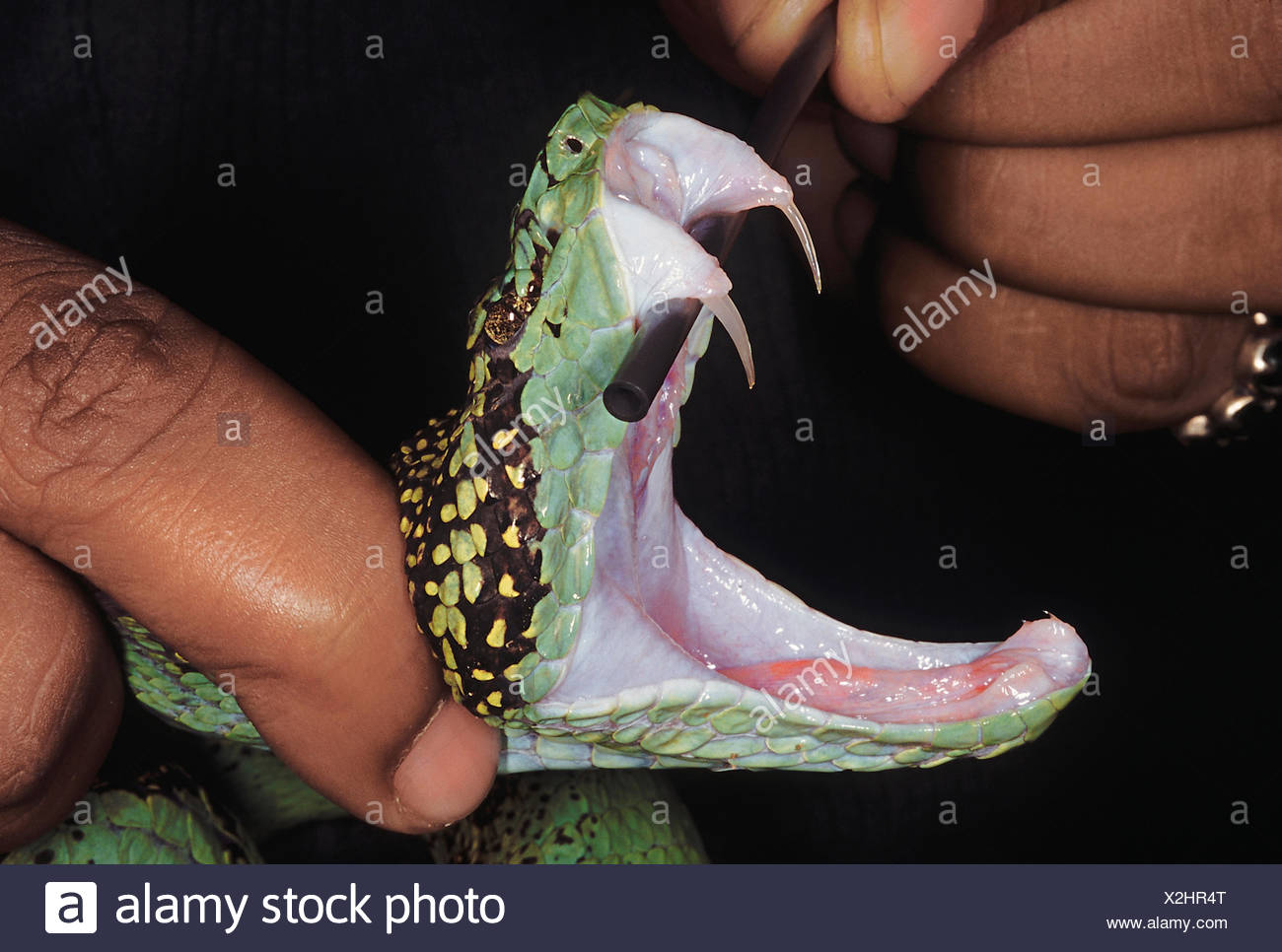 Snake Fangs High Resolution Stock Photography and Images - Alamy