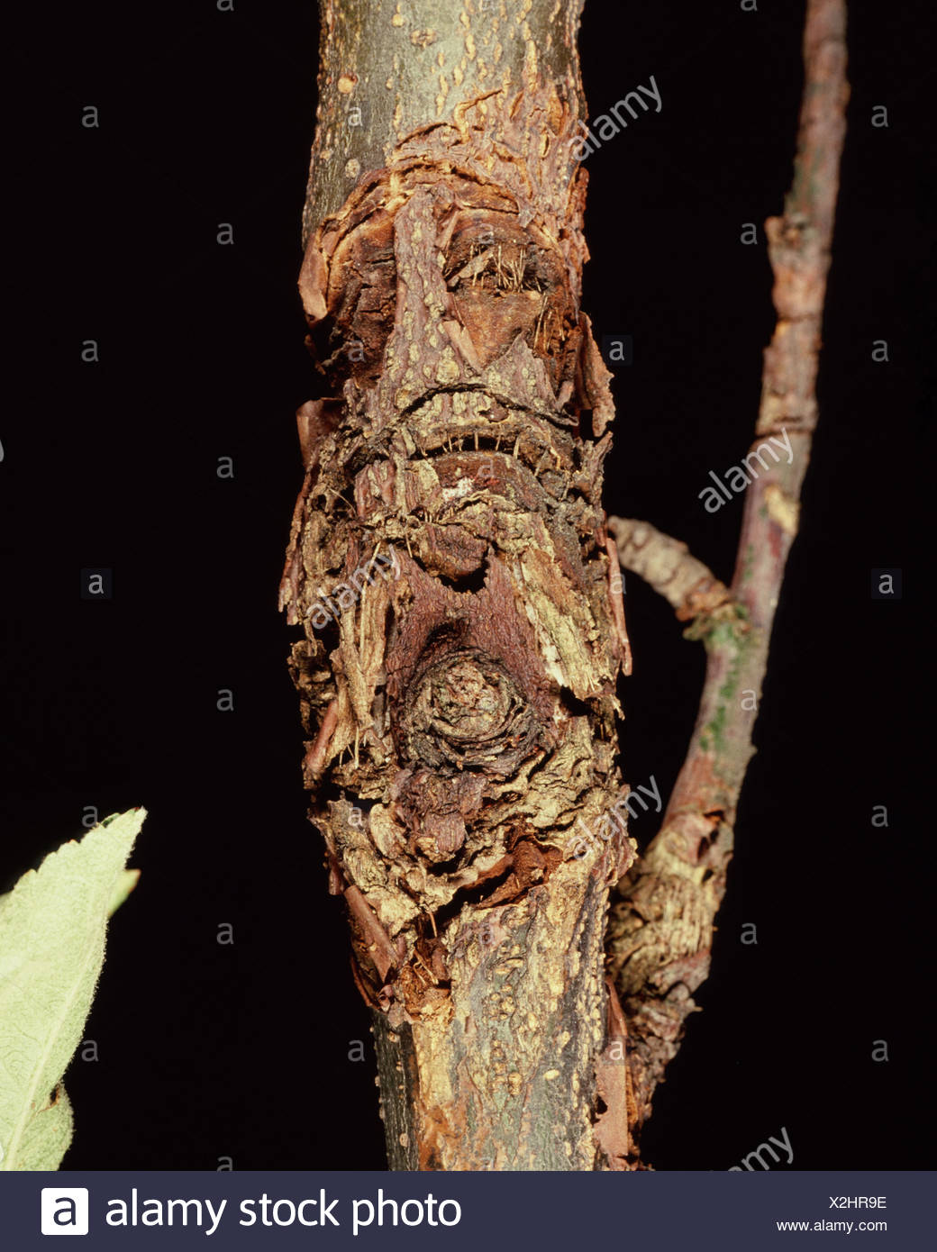 Tree Canker Stock Photos & Tree Canker Stock Images - Alamy