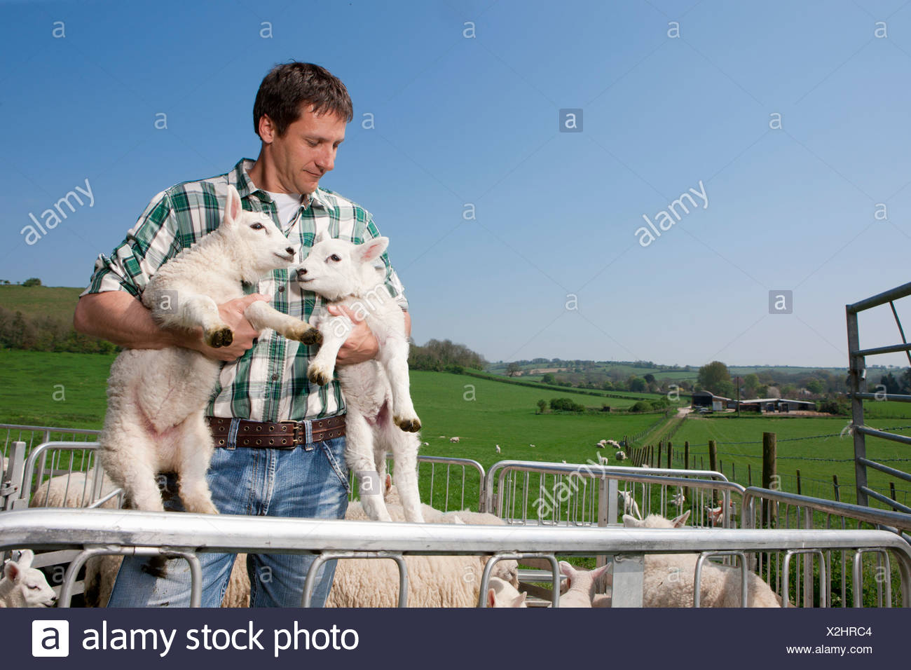 Shepherd Holding Lamb In Pasture Stock Photos & Shepherd Holding Lamb ...