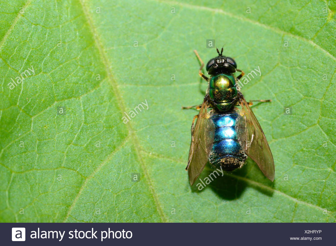 Fliege Fliegen Stock Photos & Fliege Fliegen Stock Images - Alamy