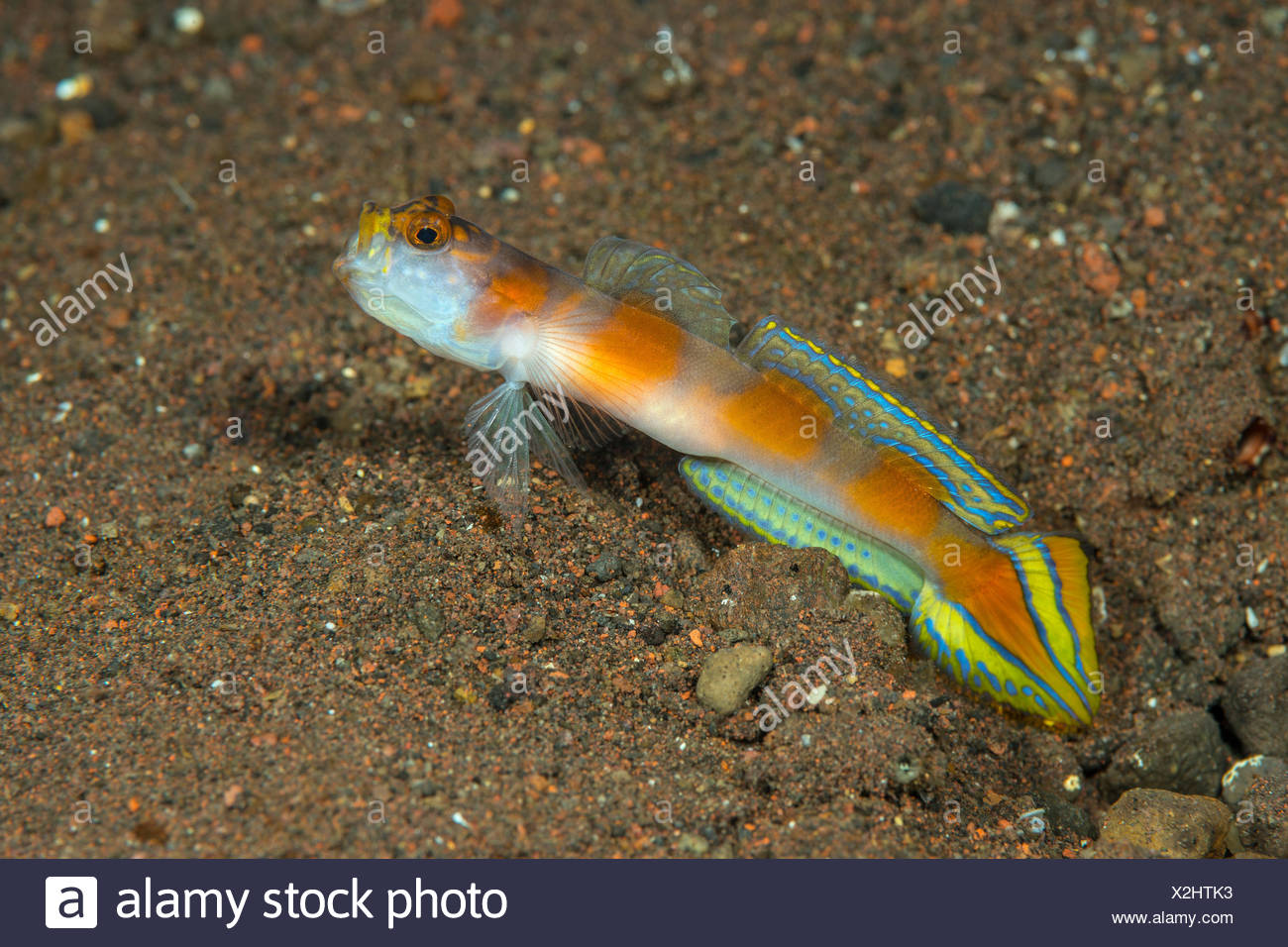 Flagtail Fish High Resolution Stock Photography and Images - Alamy