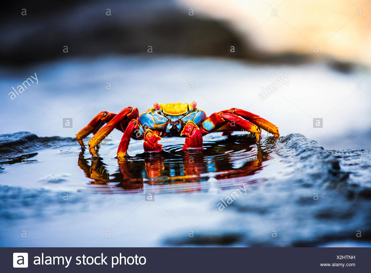 Grapsus High Resolution Stock Photography and Images - Alamy