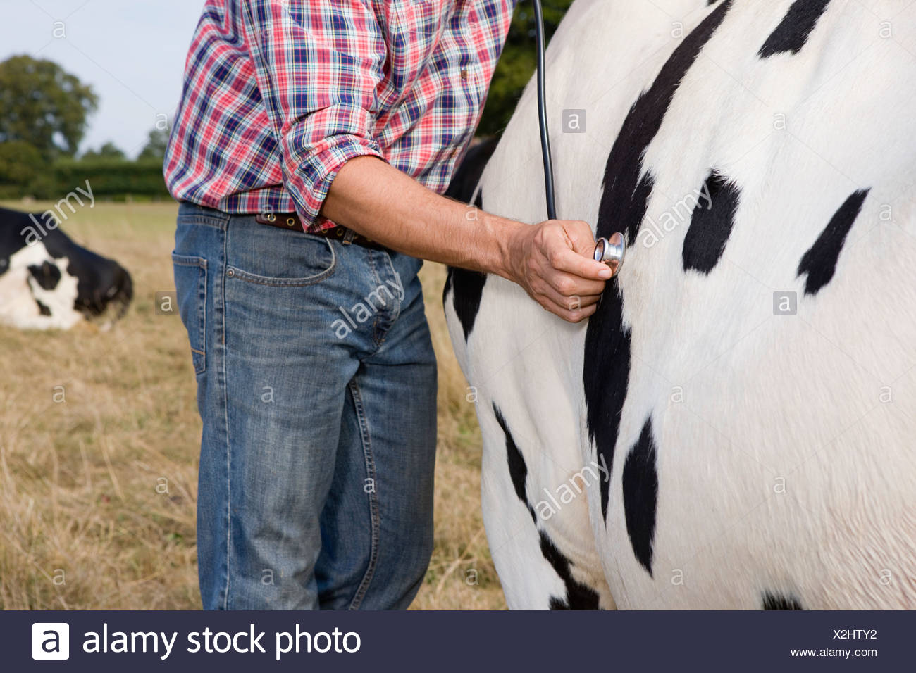 Veterinary Examination Cow Stock Photos & Veterinary Examination Cow ...