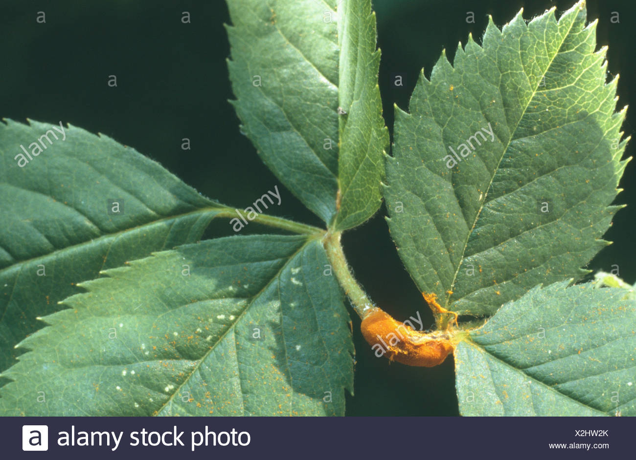 Phragmidium Stock Photos & Phragmidium Stock Images - Alamy