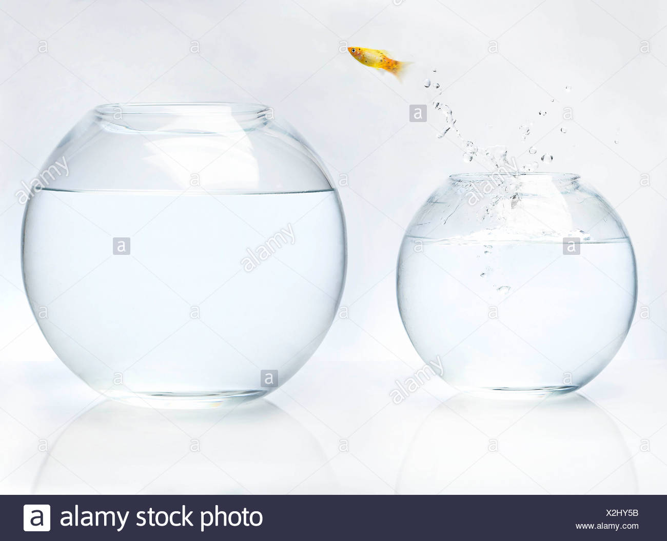 Jumping Fish Bowl High Resolution Stock Photography and Images - Alamy