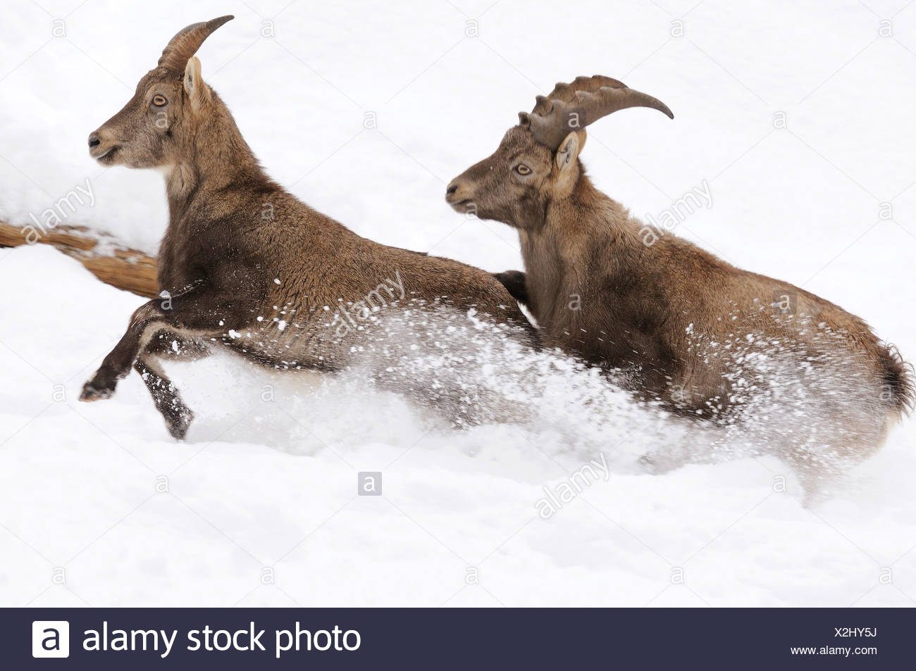 Ibexes High Resolution Stock Photography and Images - Alamy