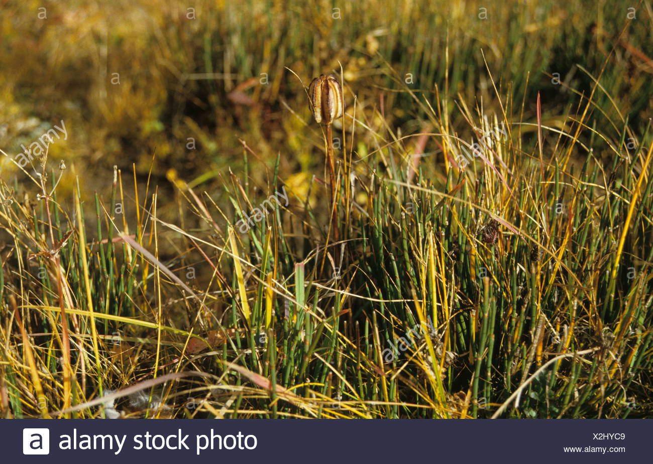 Lilium Nanum High Resolution Stock Photography and Images - Alamy