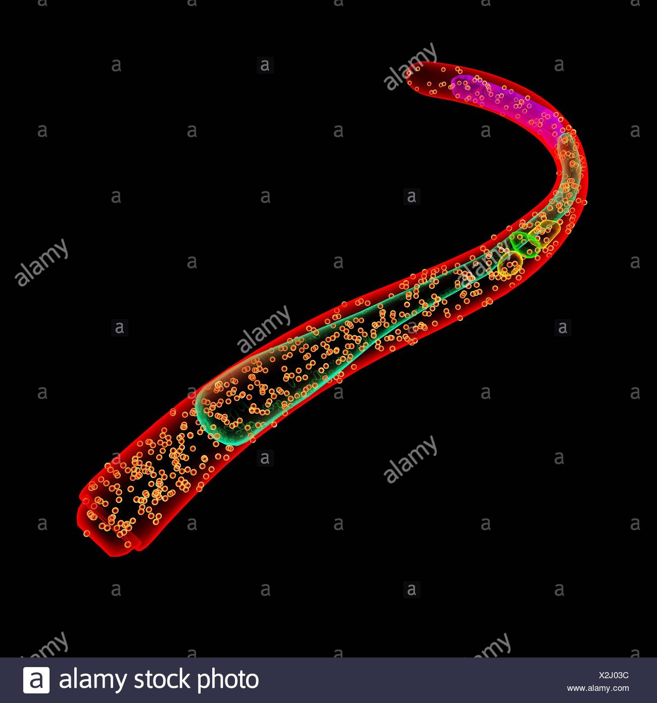 Nematode High Resolution Stock Photography and Images - Alamy