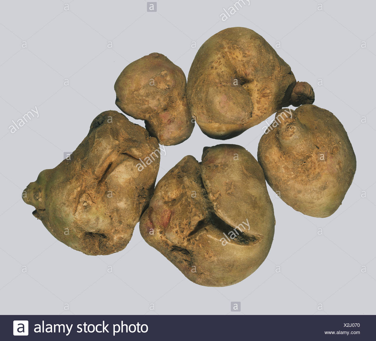 Potato Disease Symptoms High Resolution Stock Photography and Images ...