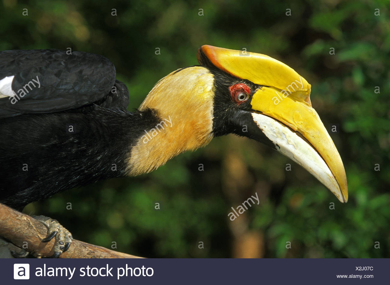 Buceros Bicornis Stock Photos & Buceros Bicornis Stock Images - Alamy