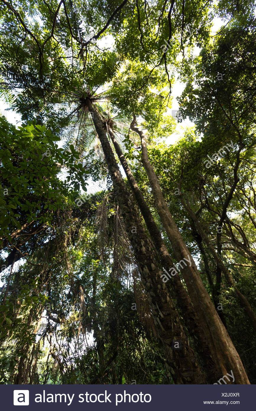 Palm Oil Tree High Resolution Stock Photography and Images - Alamy