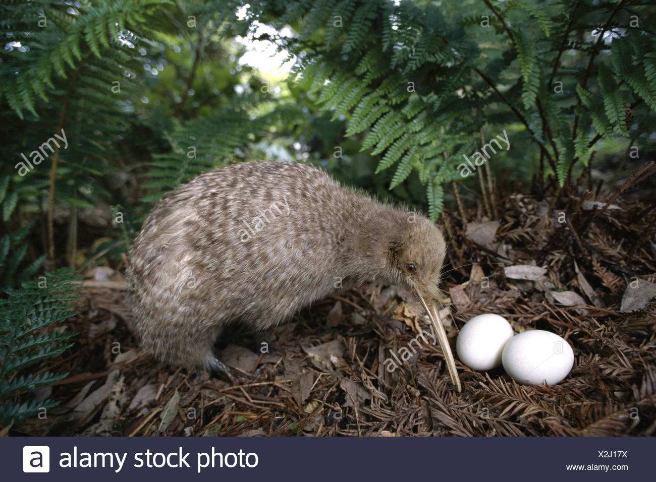Kiwi Bird Nest High Resolution Stock Photography and Images - Alamy