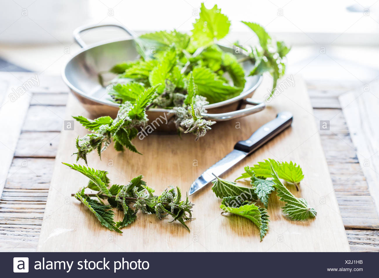 Stinging Nettle Botanical High Resolution Stock Photography and Images ...